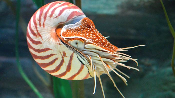 Nautilus Concept: ???? ??????????? - nautilus concept